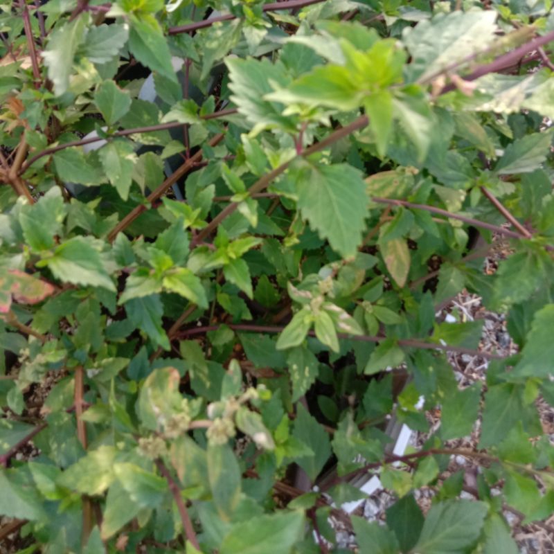 50 GRAM LEBIH DAUN MISAI KUCING SEGAR. | Shopee Malaysia