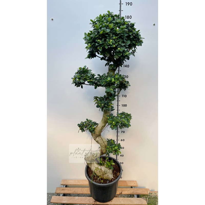 5ft🌿 Ficus Ginseng S shape 🌿 Ficus Macrocarpa S🌿大型S榕树🌿Large Ficus ...