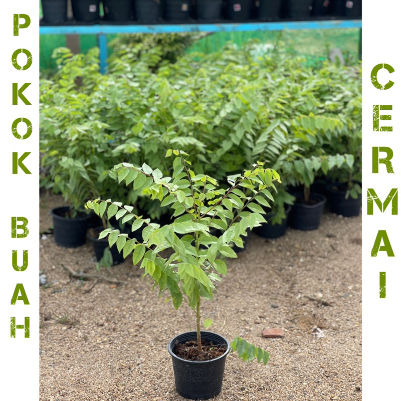 Pokok buah Cermai (hybrid) thai cepat berbuah / pokok cermai / pokok ...