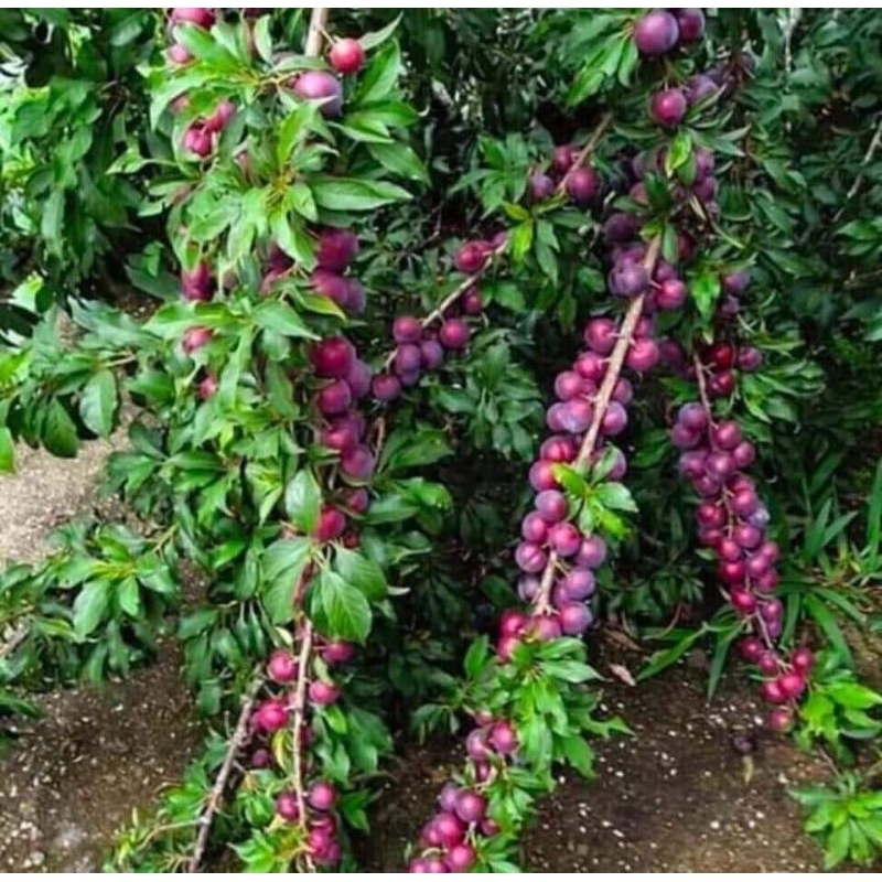 pokok cherry plum/cherry plum | Shopee Malaysia