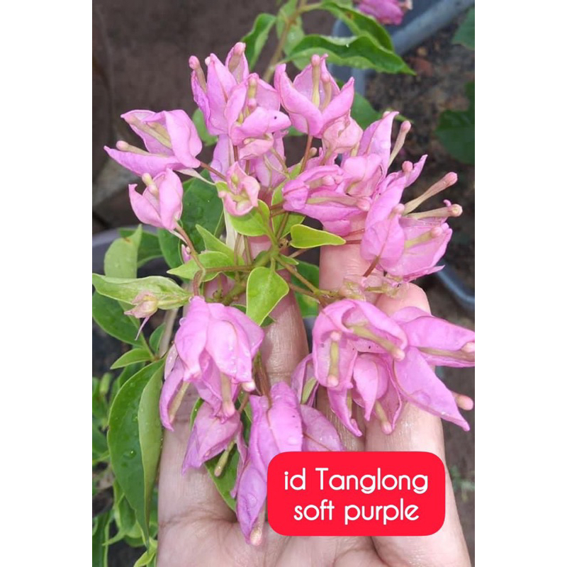 Bunga kertas tanglung bougainvillea tanglung #bougainvilleatanglung # ...