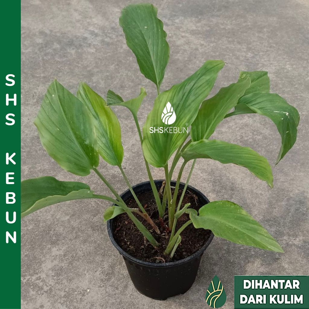 Pokok Halia Hitam Black Ginger Plant Kaempferia Parviflora Pokok Hidup ...