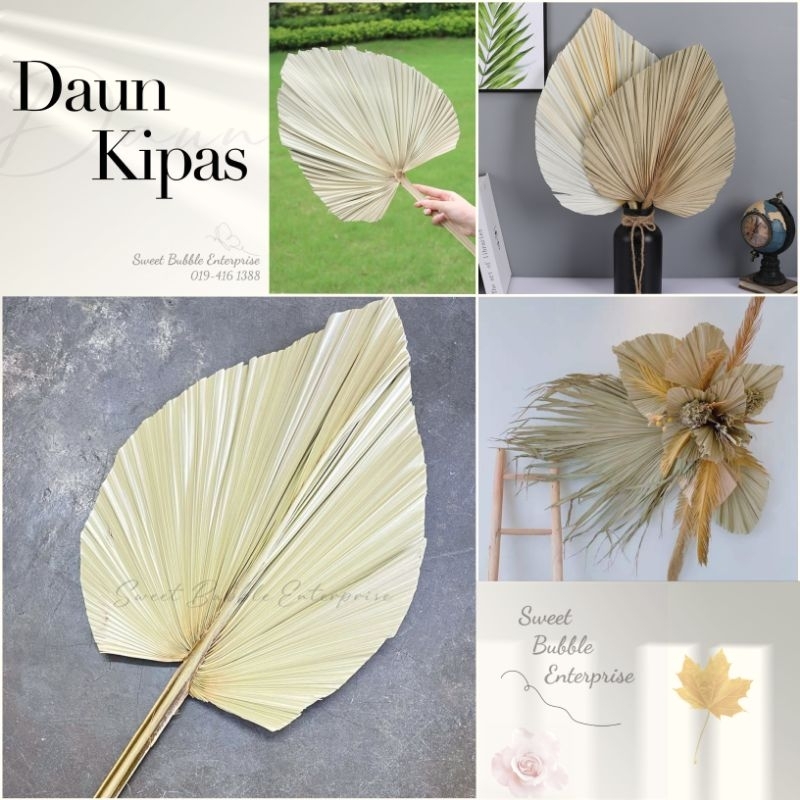 Daun kipas kering Palm leaf Daun pelamin Dried decoration leaf Daun ...