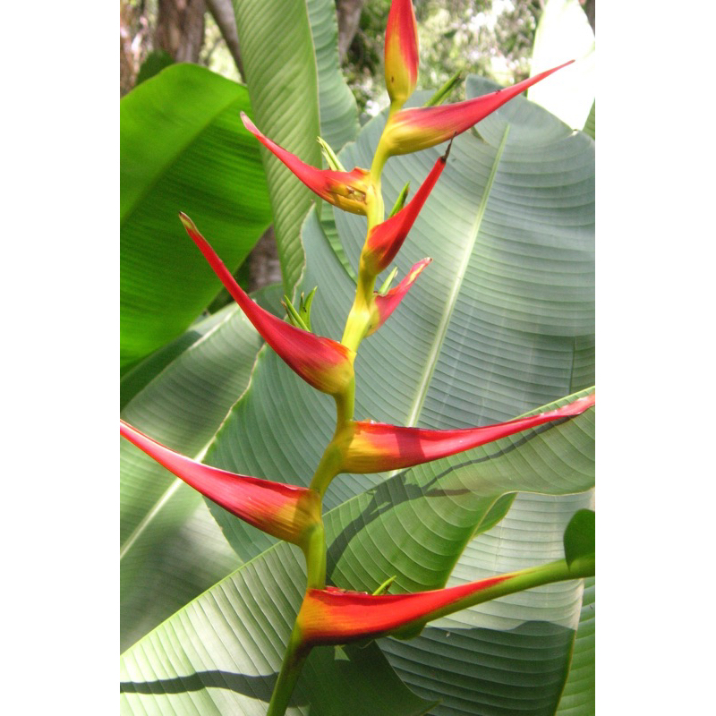 Heliconia ( Rhizome only ) untuk ditanam / bunga sepit udang ...