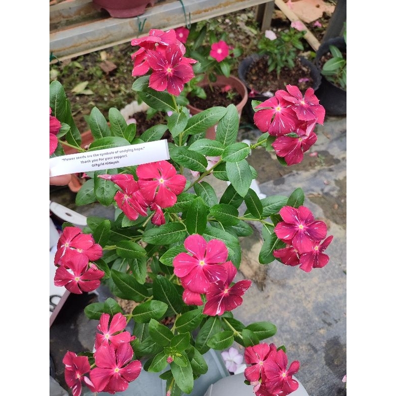 VINCA RARE MERAH STRIPS MATA GELAP 10 BIJI (KOD 179) | Shopee Malaysia