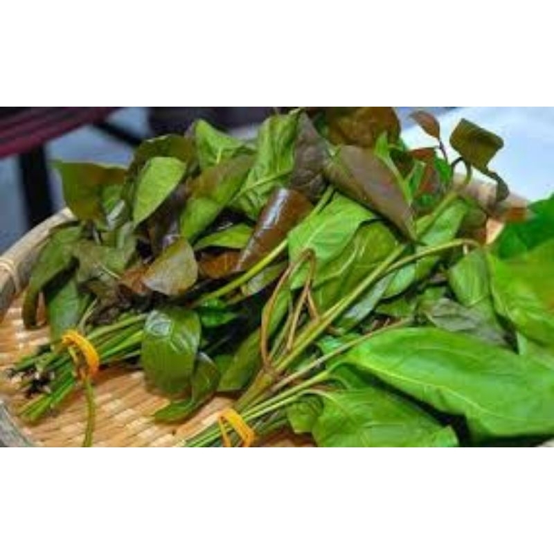 Pucuk ulam Malinja / Melinjo / Belinjau 100 gram | Shopee Malaysia