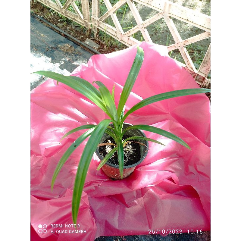 baby pandan wangi dalam disposable pasu 9cm | Shopee Malaysia