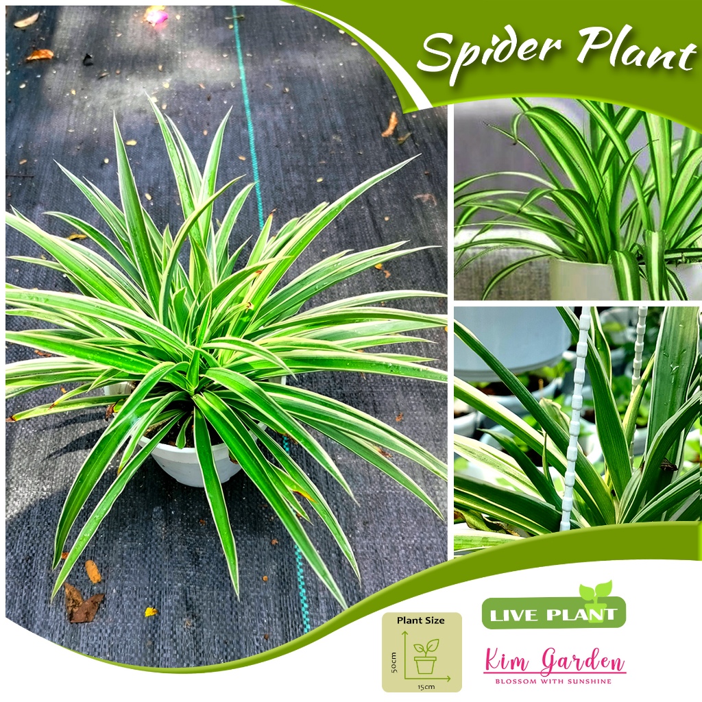 🔥Pokok labah-labah gantung/Spider plant🔥 | Shopee Malaysia