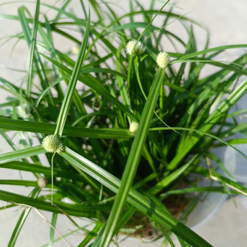 Rumput Helikopter / Rumput Pendul Ubat Kucing 散寒草 | Shopee Malaysia