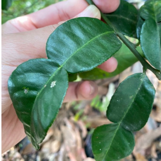 Daun Limau Purut Segar 1helai Fresh Kaffir lime leaves 1pcs (BERSAMA ...