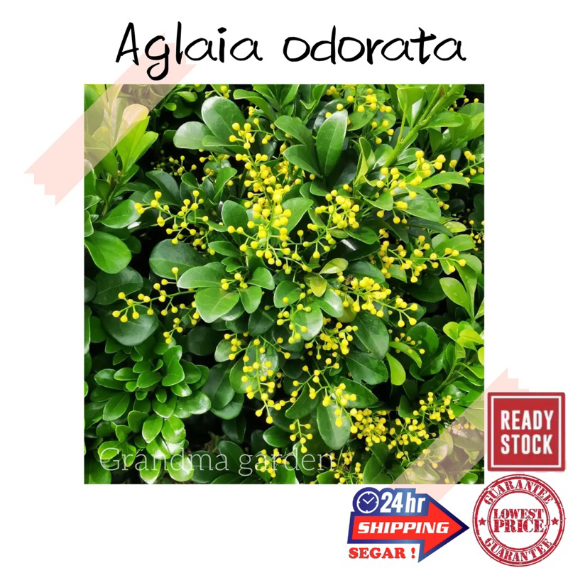 (GG real plant) aglaia odorata ^ Pokok hidup hiasan live outdoor house ...