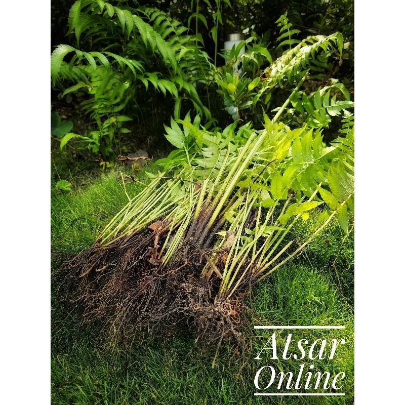 Anak benih pucuk pakis / Paku Pakis / Sayur Kampung (10 pokok Seikat ...