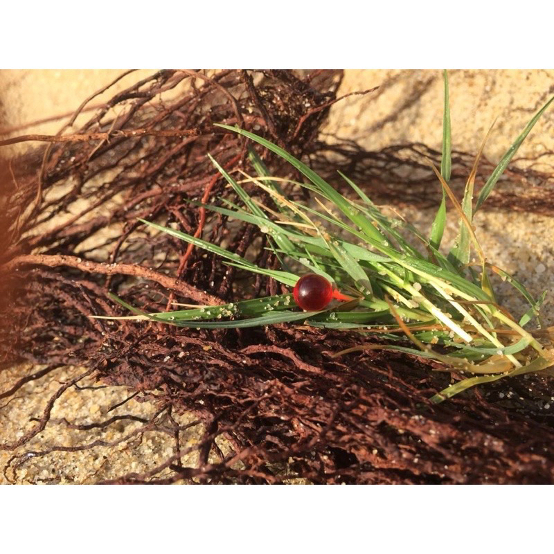 Koleksi Geliga Ikan Merah Asli terhad | Shopee Malaysia