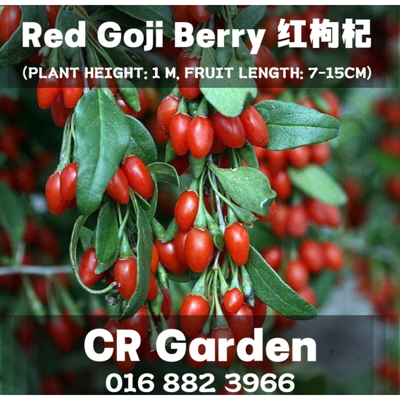 Red Goji Berry 10 seeds 红枸杞种子10粒(PLANT HEIGHT: 1 M, FRUIT LENGTH: 7 ...