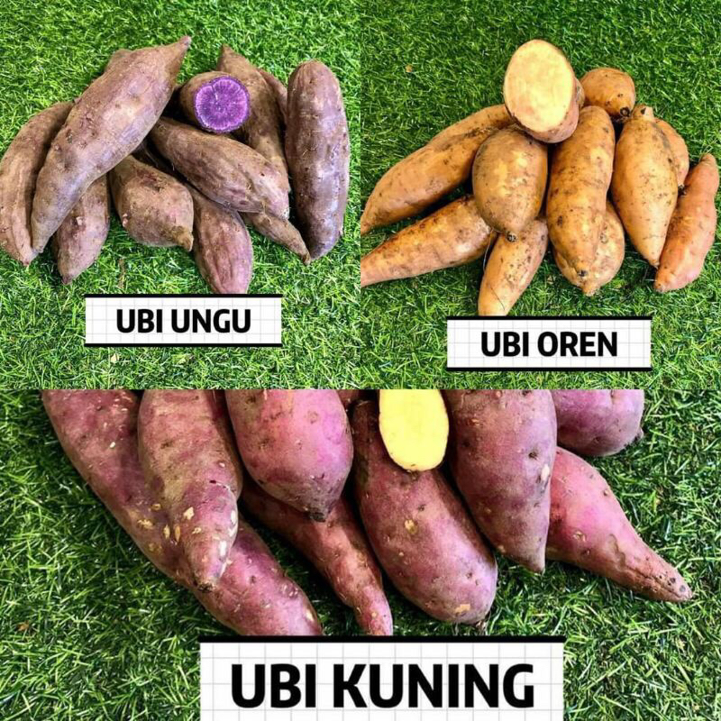 OFFER!! 1KG UBI MANIS CAMERON HIGHLAND 1KG | Shopee Malaysia