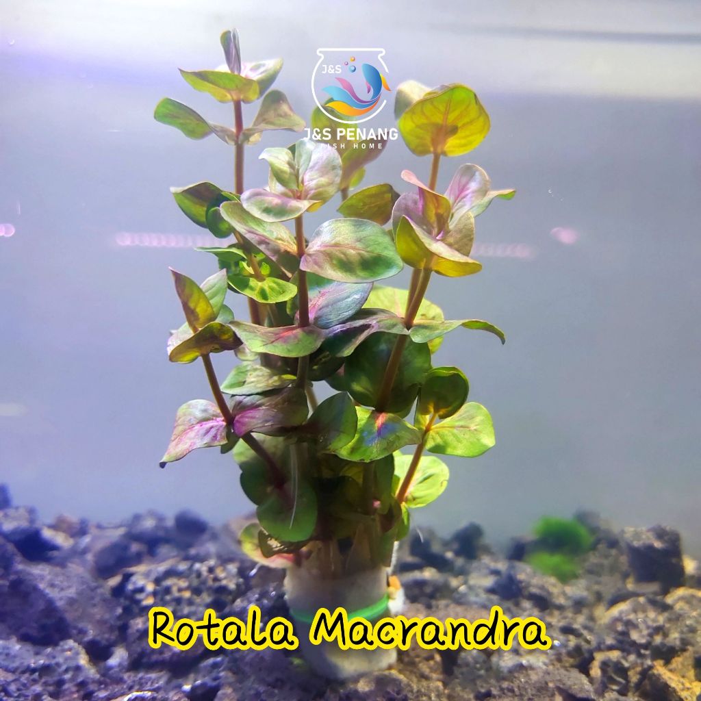 【Ready Stock】Red Water Plants - 1 Bunch of Aquatic Plant - WEST ...