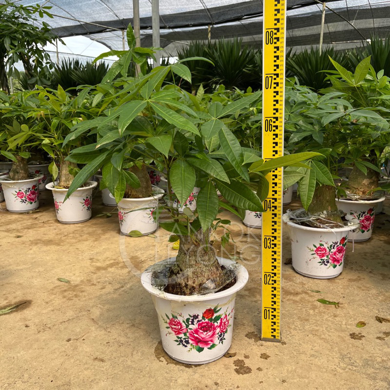 TKL - Super Big Size Pachira Aquatica 40cm-100cm🌿 大型发财树 / 美钞树 40cm ...