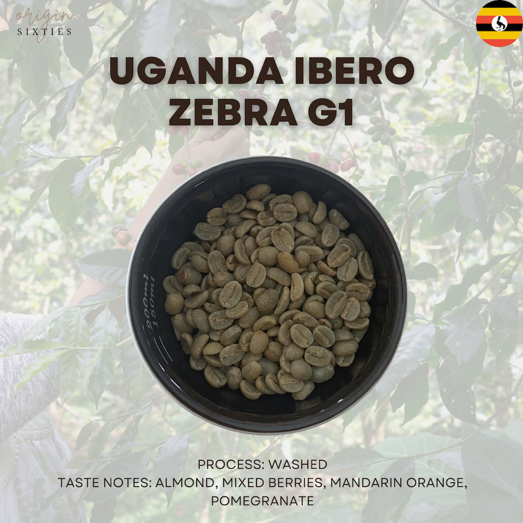 Uganda Ibero Zebra Grade 1 Arabica Raw Coffee Beans | Shopee Malaysia