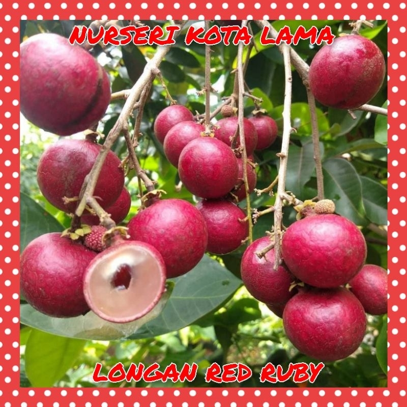 🔥RARE🔥 POKOK LONGAN RED RUBY HYBRID / Red Ruby Longan Tree / Mata ...