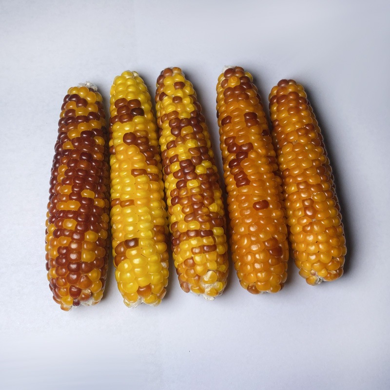 Animal Mini Corn For Hamster / Guinea Pig / Rabbit / Chinchilla / Other ...