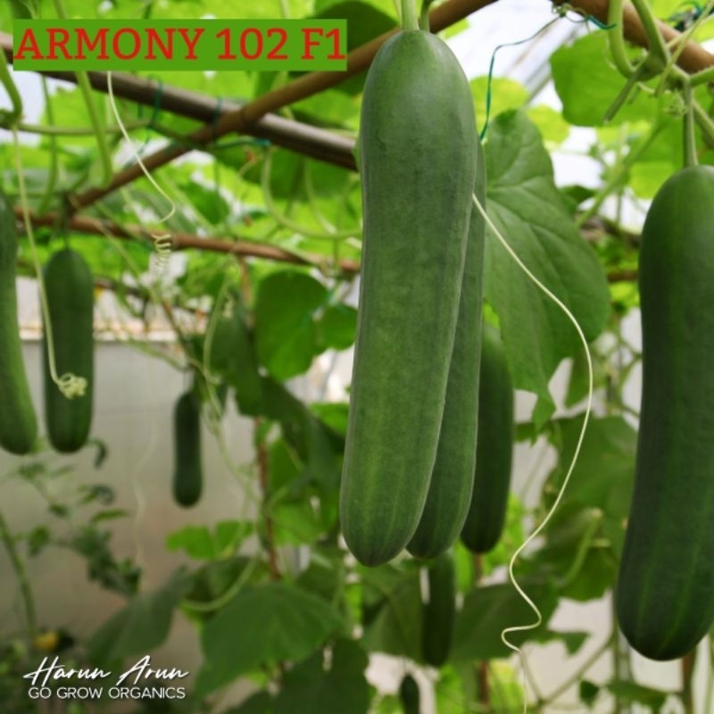 BENIH TIMUN BATANG F1 HYBRID 107(35 SEEDS) | Shopee Malaysia