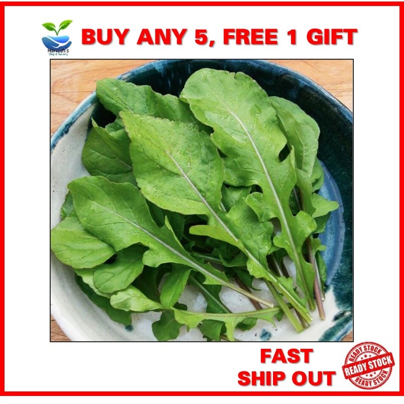 100++ biji benih GARGIR /GARGIL /JARJIR / ARUGULA SEED / WILD ROCKET ...