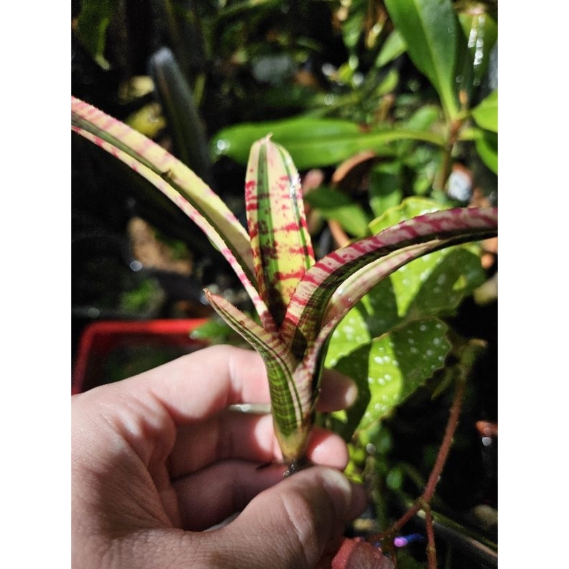 Neoregelia white hot ember(miniature bromeliad) | Shopee Malaysia
