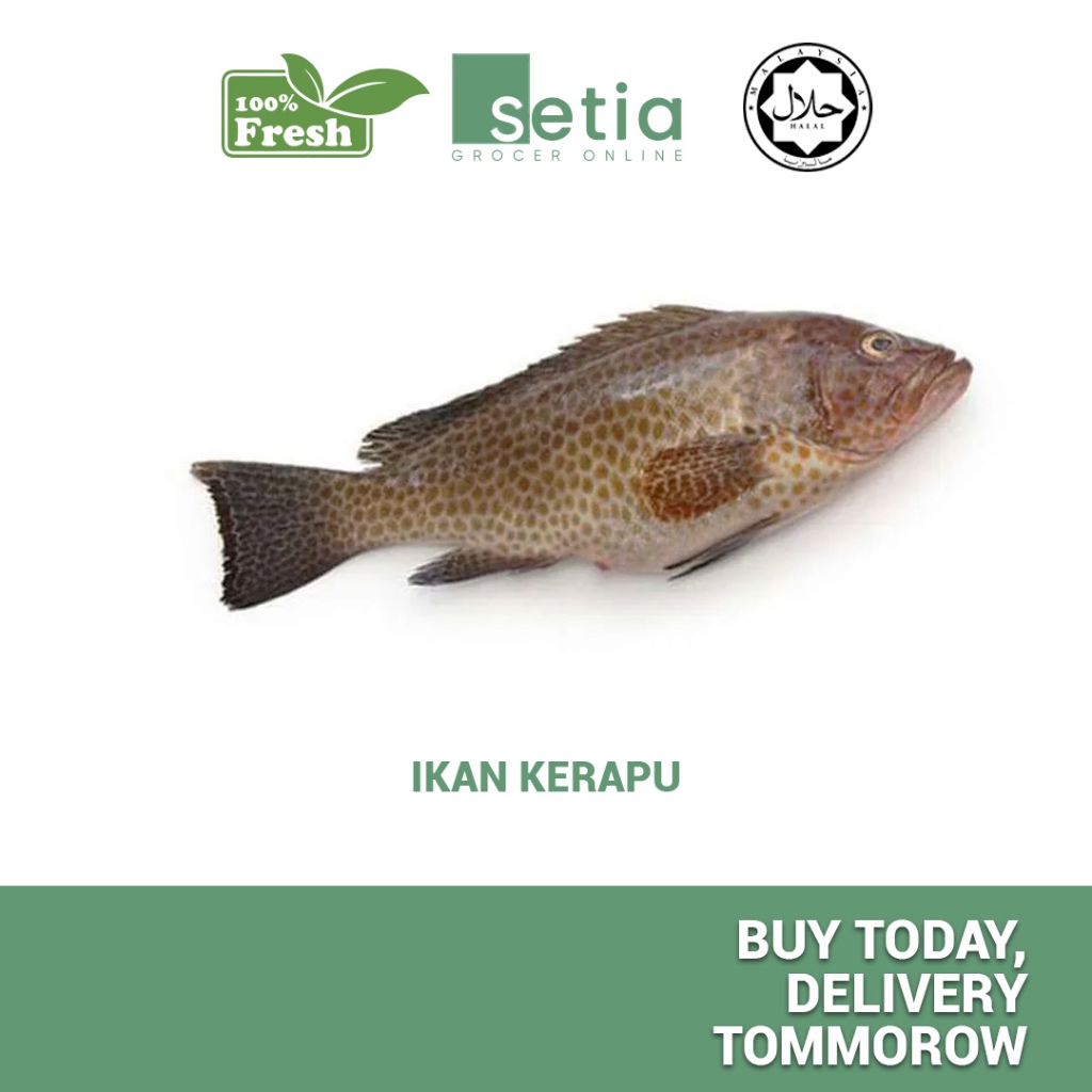 Ikan Kerapu (Grouper) Sedang – 1.2kg +/- | Shopee Malaysia