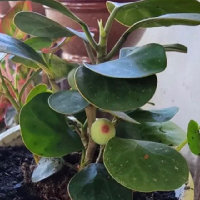 fresh plant dibungkus rapi Ficus Diversifolia Mistletoe Fig 小盼菩提 ...