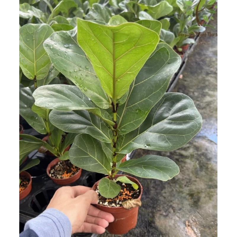 anak POKOK KETAPANG utk yg membela ikan atau sebagai pokok hiasan ...