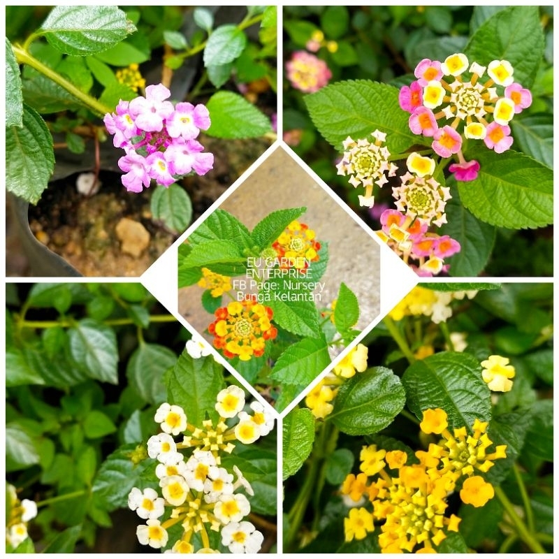 Pokok Bunga Lantana Camara | Shopee Malaysia