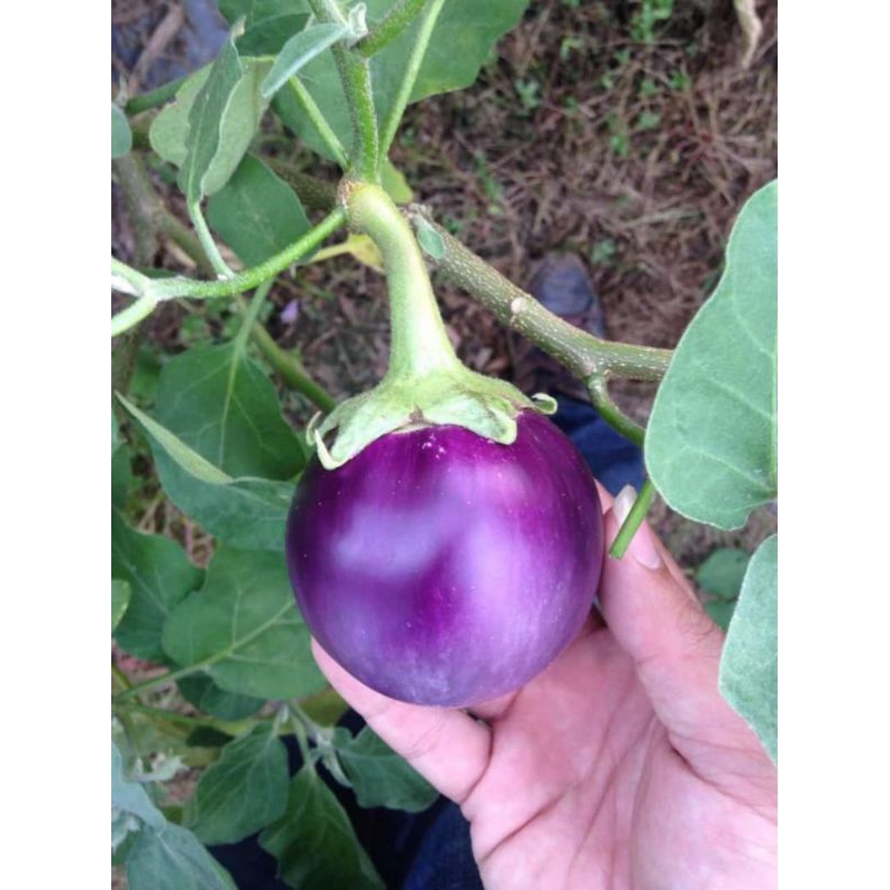 Terung Bulat Unggu Gred A ( 30 Biji Benih ) | Shopee Malaysia