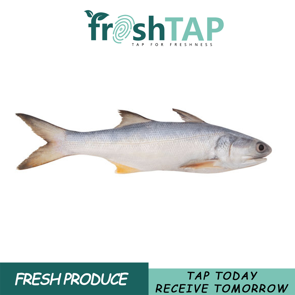 Ikan Senangin (900gm-1kg) | Shopee Malaysia