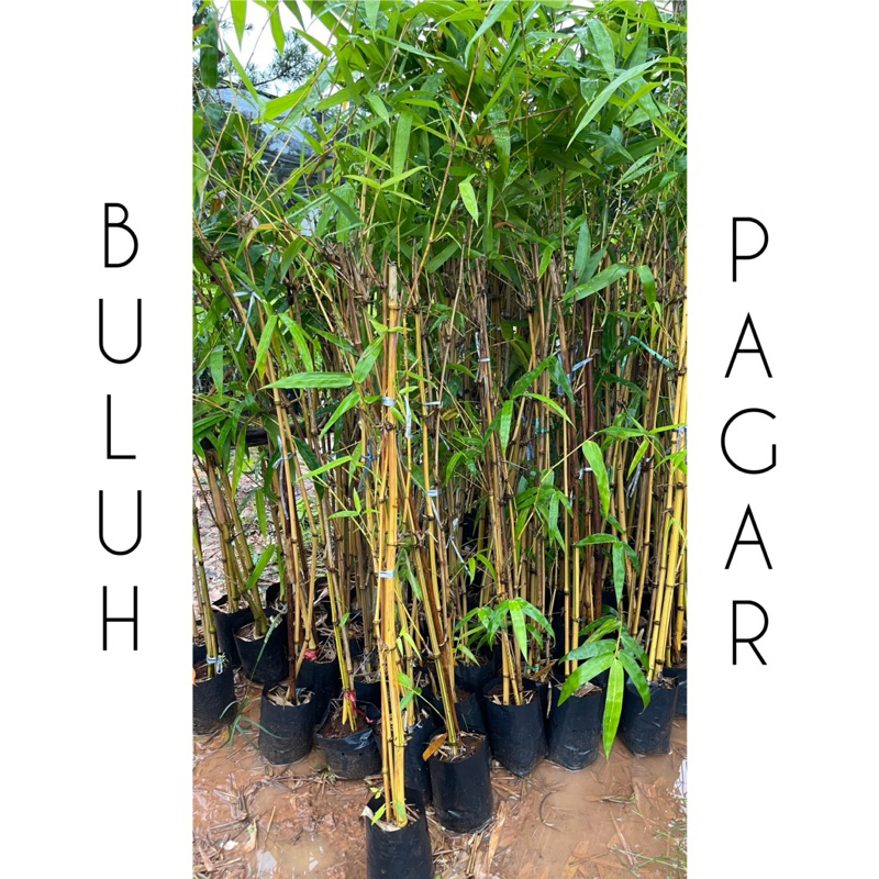 pokok buluh pagar kuning | Shopee Malaysia