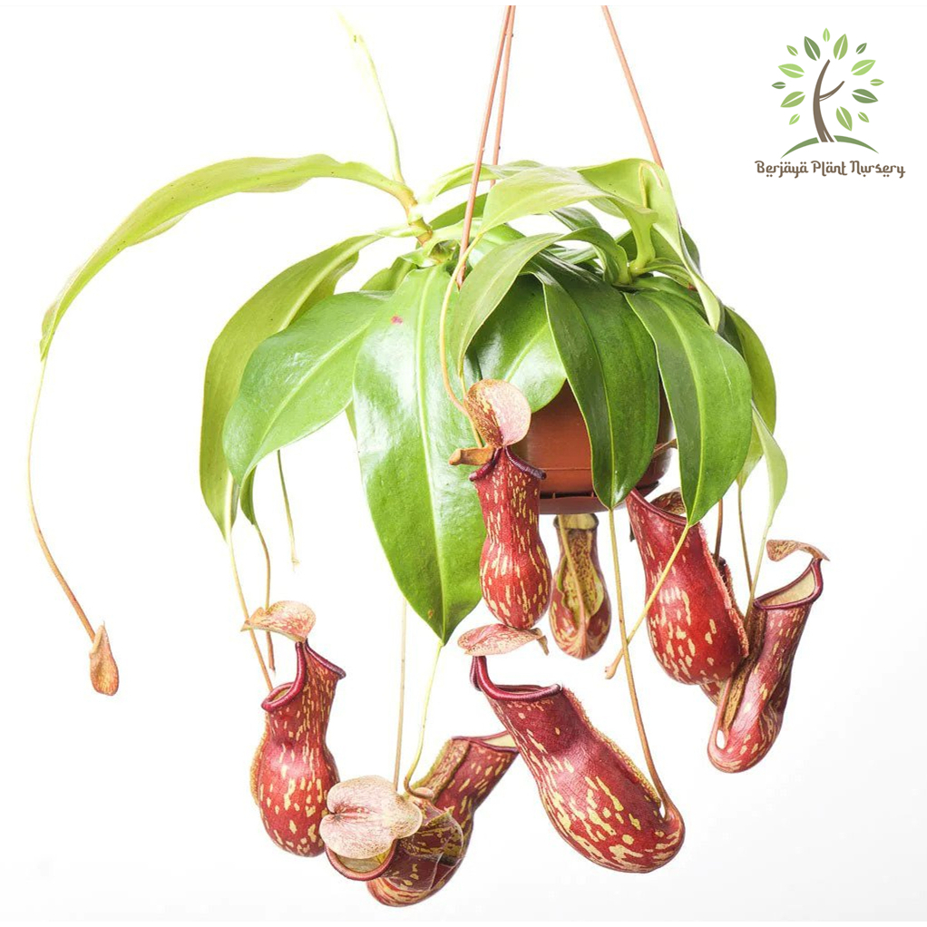 Berjaya Plant Nursery - Nepenthes Gaya/Periuk Kera(Pokok Bunga Hidup ...