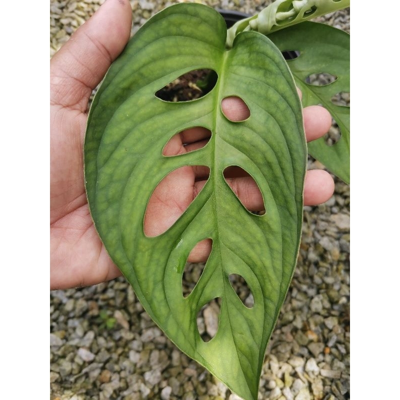 🤪CRAZY SALES 🤪👉 Monstera Esqueleto small Size | Shopee Malaysia