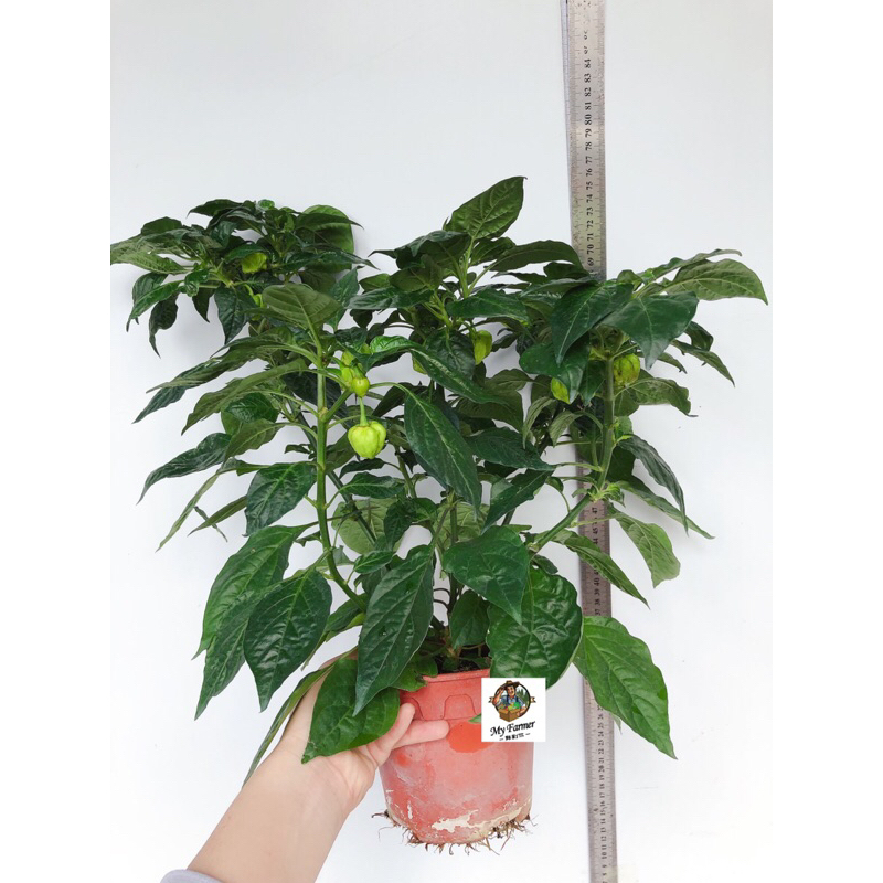 READY STOCK🆘🔥Ghost Devil Pepper Chili👹🌶⚠️🔥 Cili Hantu Terpedas🔥‼️🌶🔥🌶🔥🆘 ...