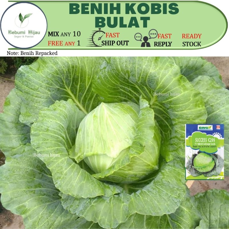 10pcs BENIH KOBIS BULAT cabbage seeds tahan panas cuaca kuala Lumpur selangor | Shopee Malaysia