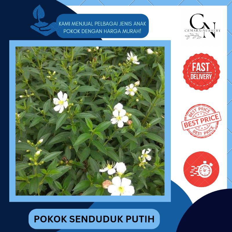 Cemara Nursery || Pokok Senduduk Putih | Shopee Malaysia