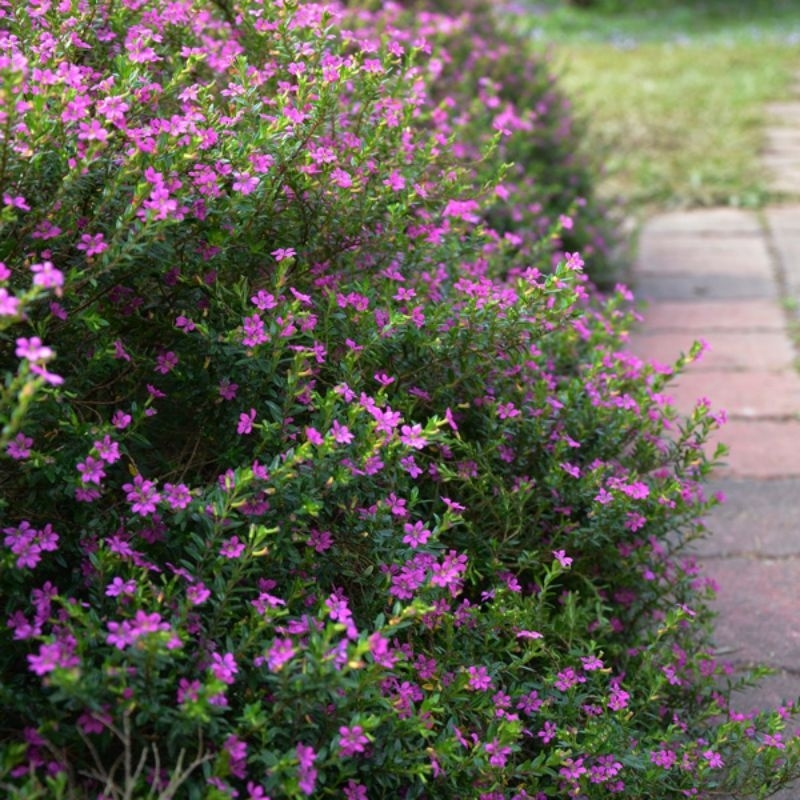 Cuphea ada 3 warna tahan panas terik | Shopee Malaysia