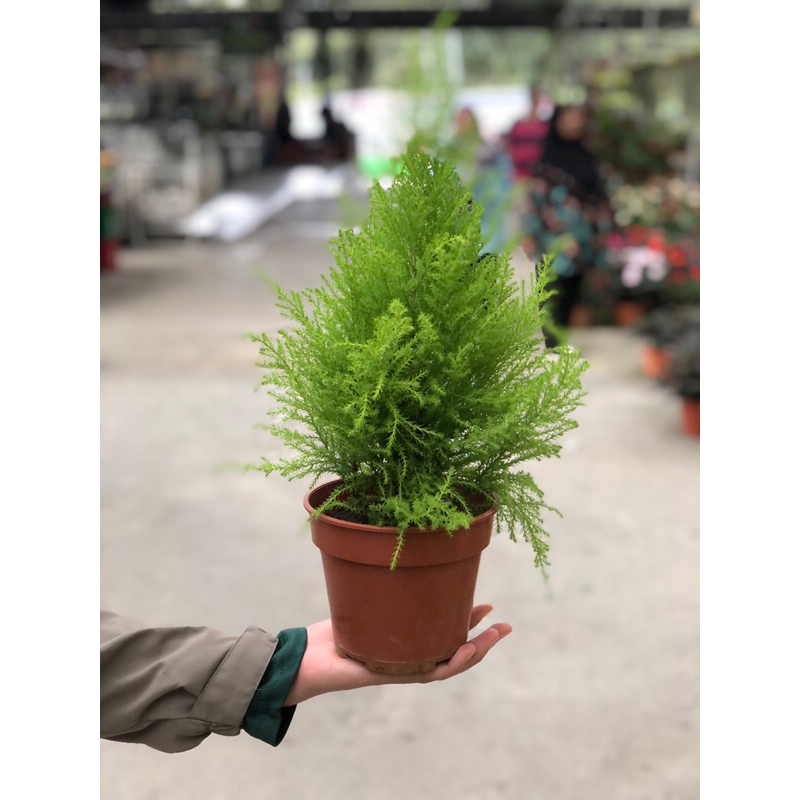[Christmas Promo] Christmas Tree/ Goldcrest Lemon Cypress | Shopee Malaysia