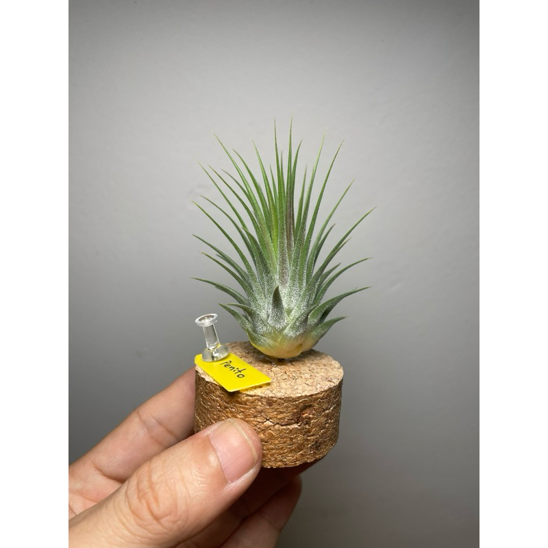Airplant Tillandsia ionantha Penito | Shopee Malaysia