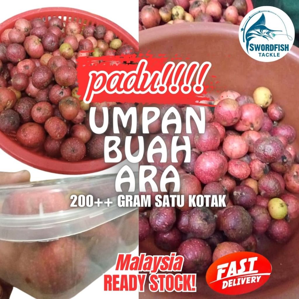 🔥Murah murahhh!!🔥Umpan buah ara masak 200g++ umpan terbaik memikat ikan ...