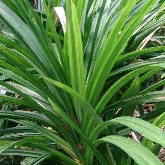【Hot Sell】Mama Garden Small Size Real Pandan Leaves Plant / Pokok Daun ...