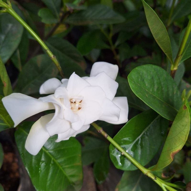 Bunga cina Gardenia hijau pokok hidup bunga wangi warna putih | Shopee ...