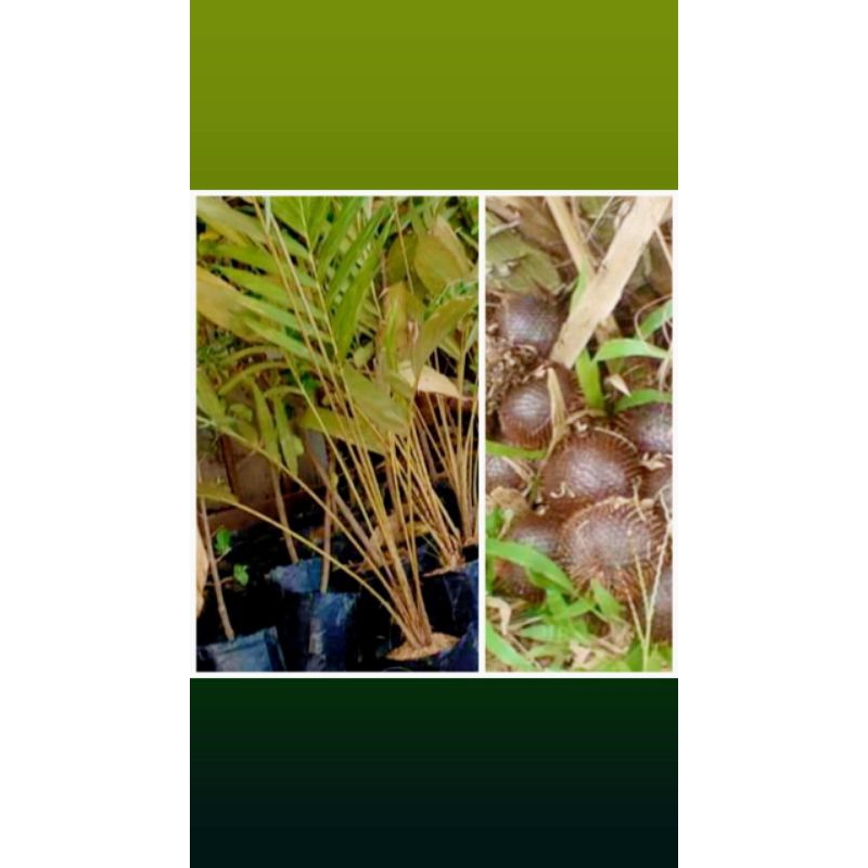 POKOK SALAK(pokok salak) | Shopee Malaysia