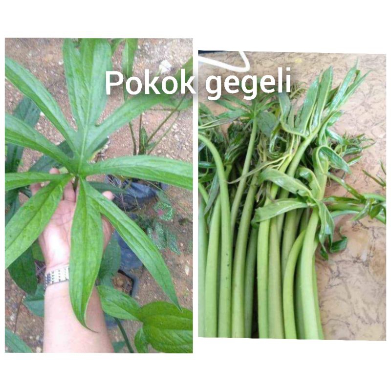 pokok Gegeli(pokok gegeli) ulaman merawat kanser dalam polibag free ...