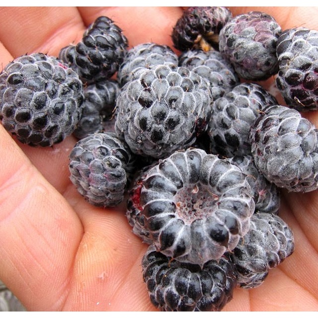 Anak Pokok Mysore Raspberry | Shopee Malaysia