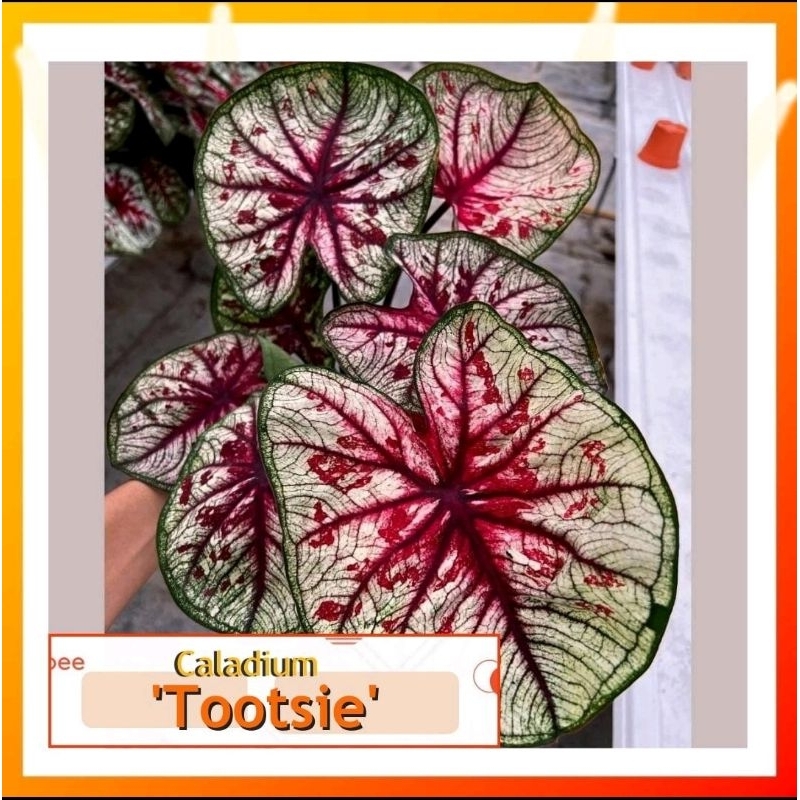 🍃 CALADIUM : "TOOTSIE"🍃 [Caladium Plants-Pokok Keladi / Real Live Plant ...