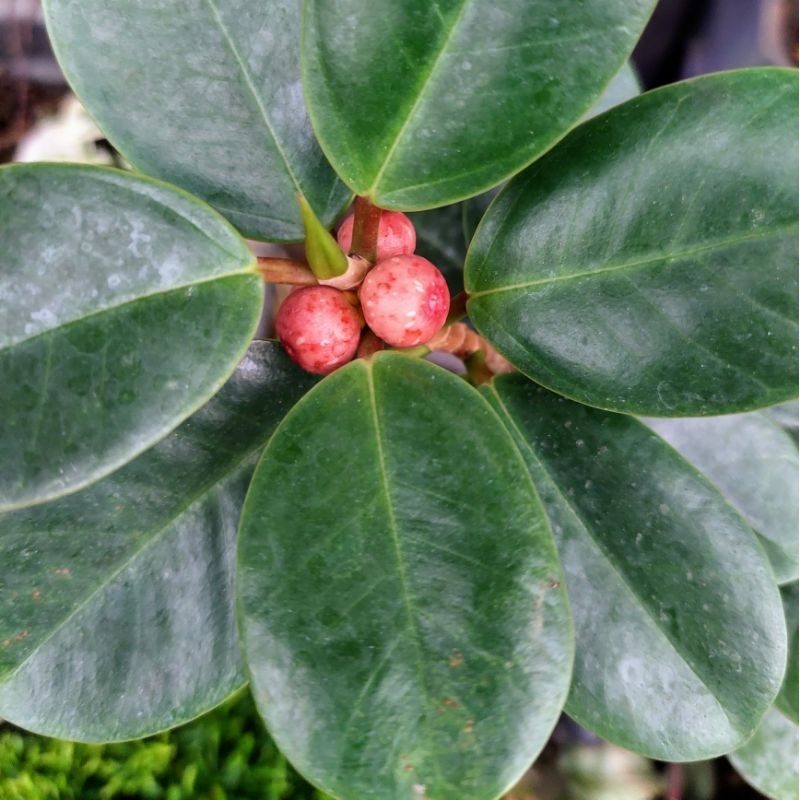 Live Plant Ficus Microcarpa/Chinese Banyan/Indoor/Outdoor Plant/Pokok ...